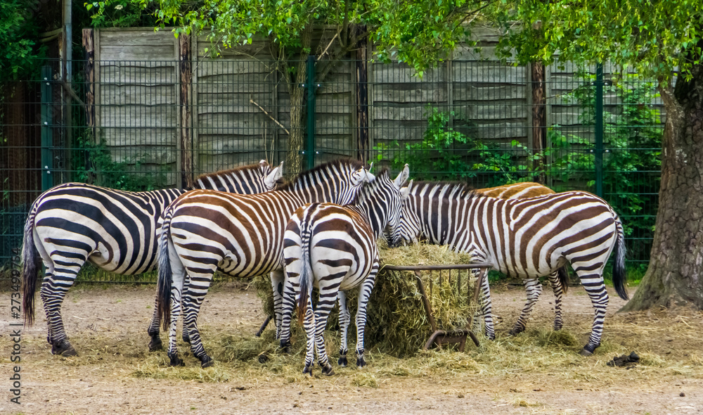 big group of grant's zebras eating hay from the crib, zoo animal ...