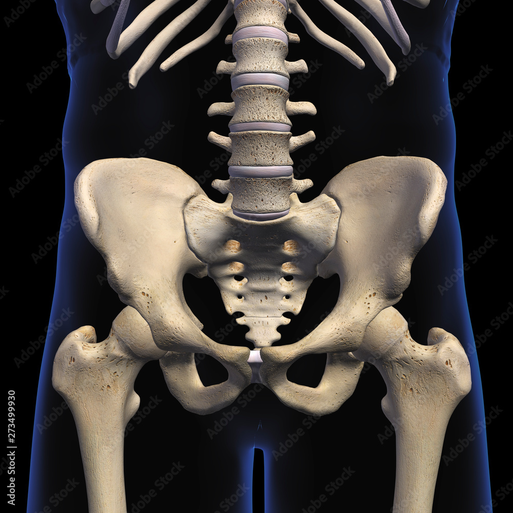 Pelvic and Hip Anatomy Front View on Black Stock Illustration | Adobe Stock