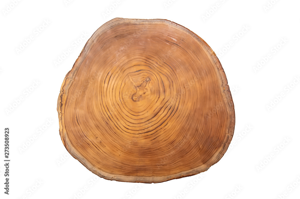 Large circular piece of wood cross section with tree ring texture ...