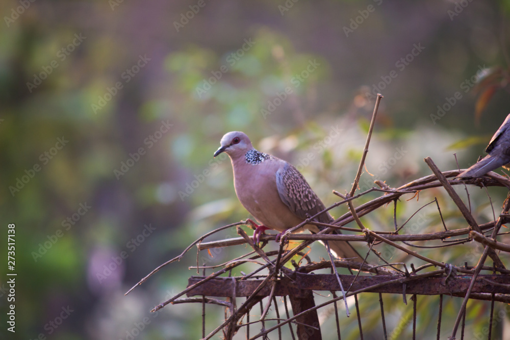 Beautiful Portrait of a Dove in its natural habitat in a soft blurry ...