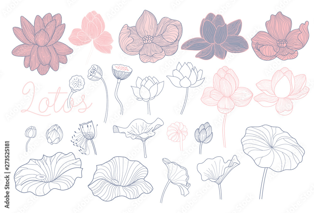 Lotus flowers set. Outline. Hand drawn style. Lotus and leaves design ...