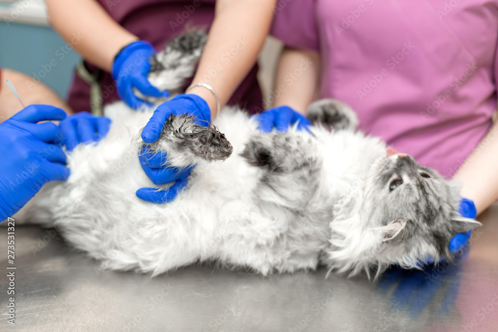 A male veterinarian anesthesiologist makes the procedure for a cat - a ...