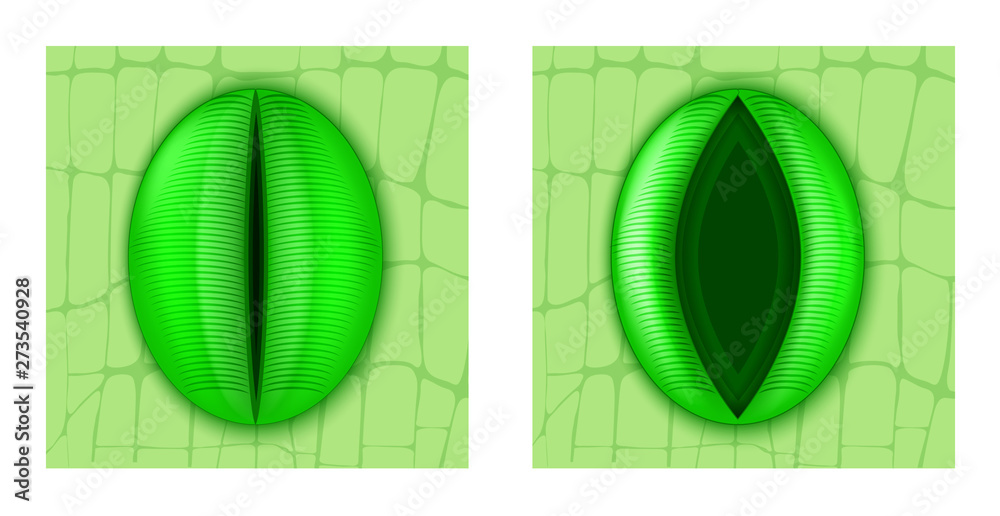 Stoma. Closing and Opening of stomatal complex Stock Vector | Adobe Stock