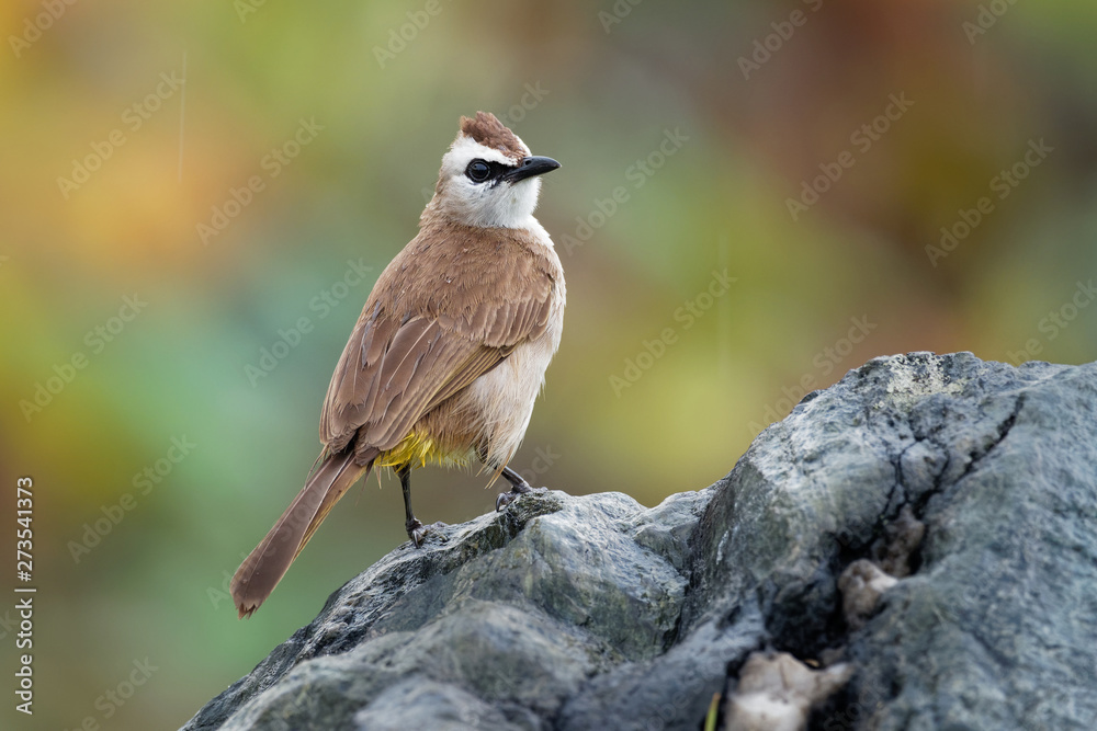 Yellow-vented Bulbul - Pycnonotus goiavier or eastern yellow-vented ...