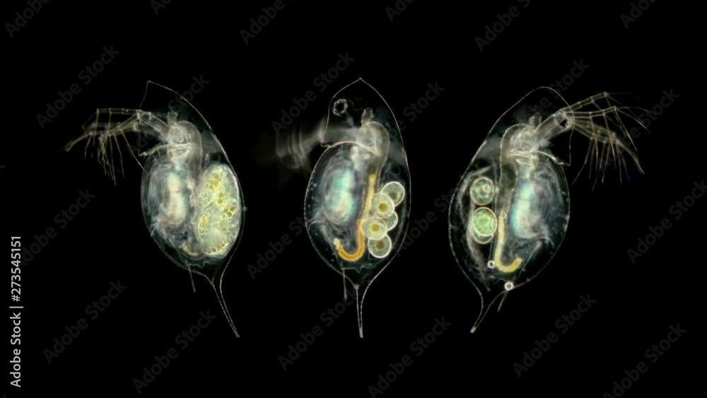 plankton, Daphnia under the microscope, water flea, species Daphnia ...