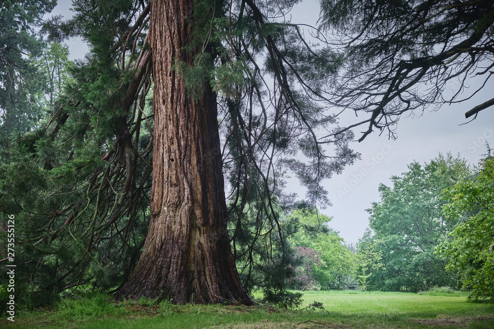Giant Redwood Sequoia tree in English parkland Stock Photo | Adobe Stock