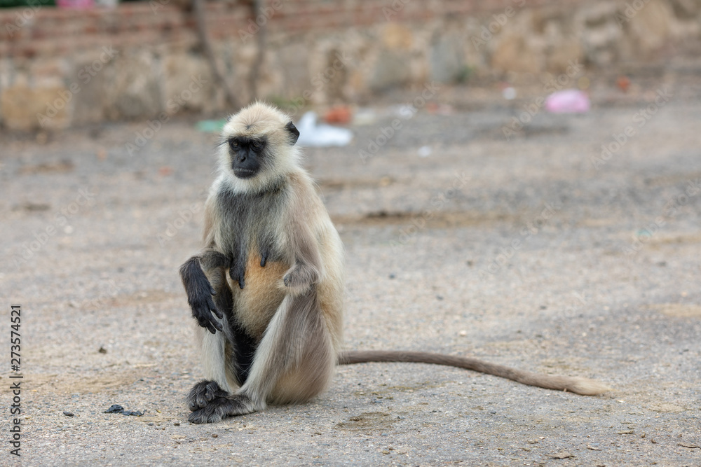 Monkey or Langoor Stock Photo | Adobe Stock