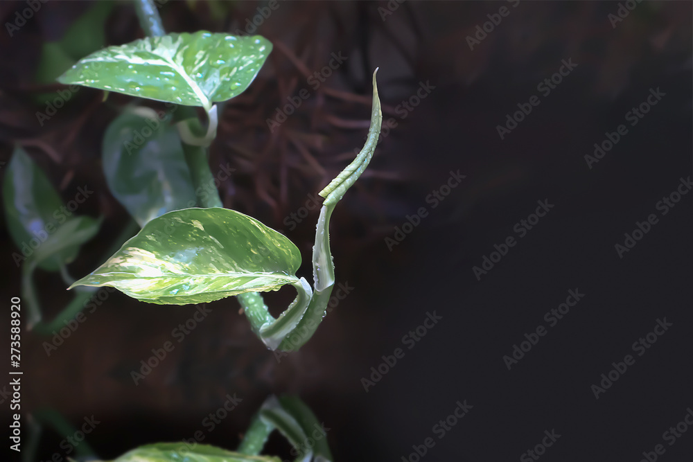 Nature background of Betal plant growth in nature with beautiful green ...