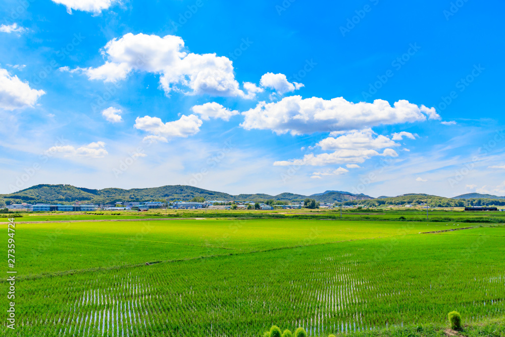 Korean traditional rice farming. Korean rice farming scenery. Rice ...