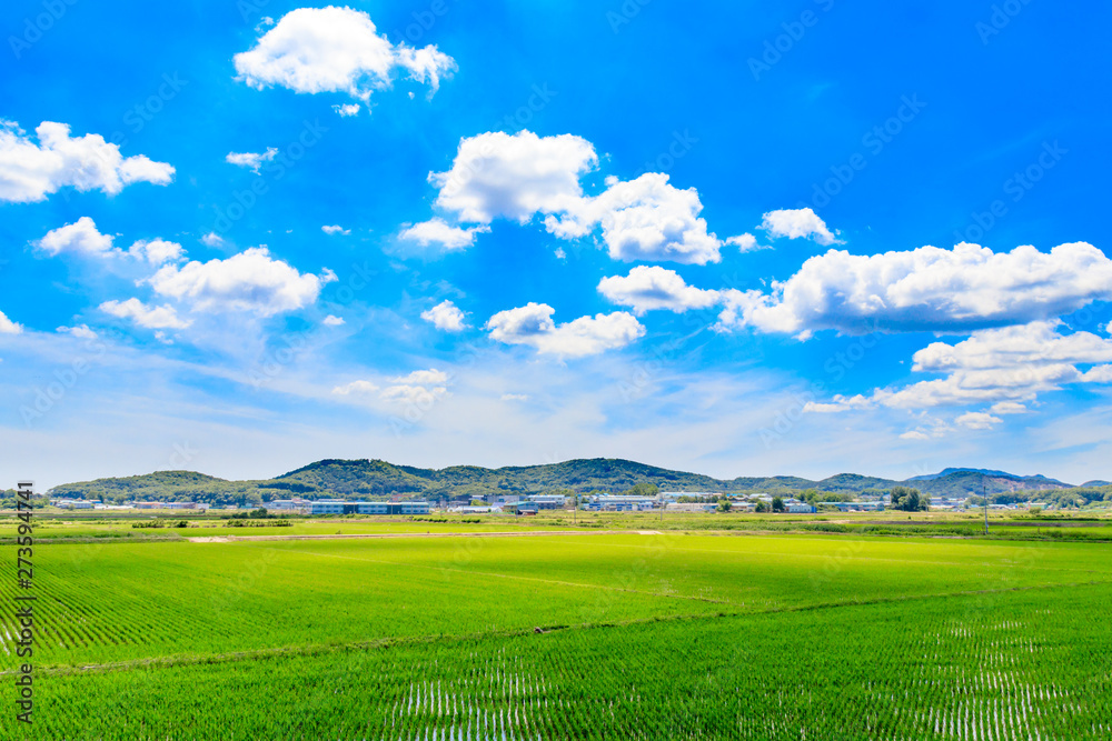 Korean traditional rice farming. Korean rice farming scenery. Rice ...