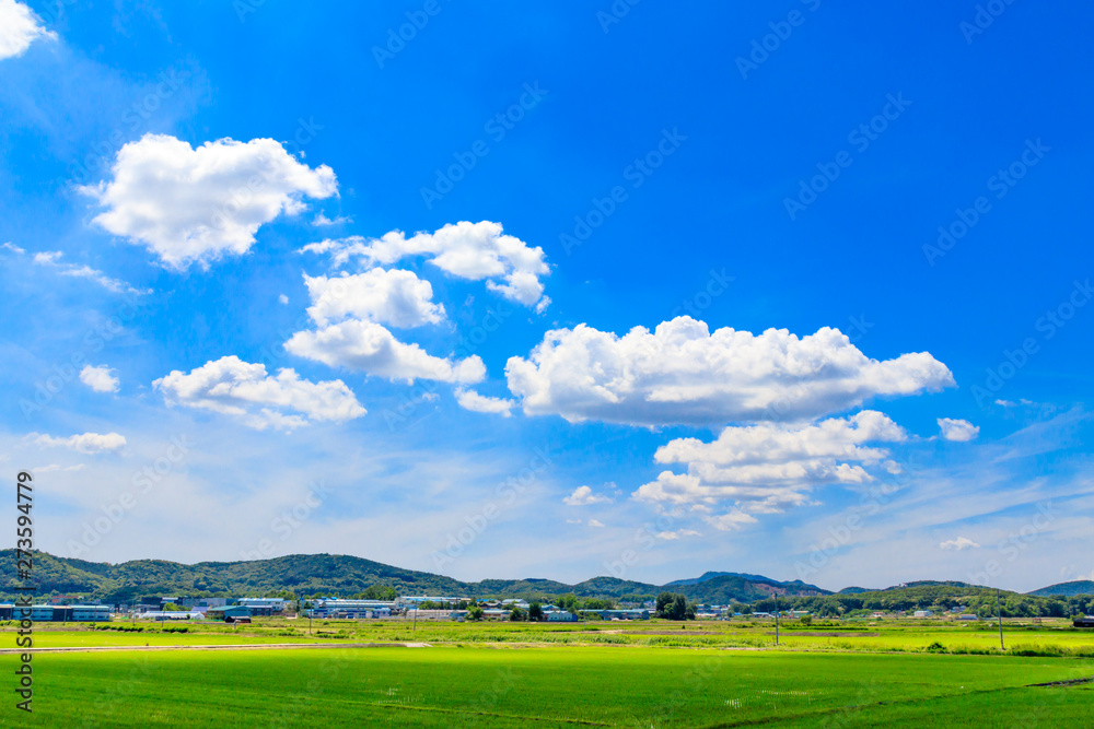 Korean traditional rice farming. Korean rice farming scenery. Rice ...
