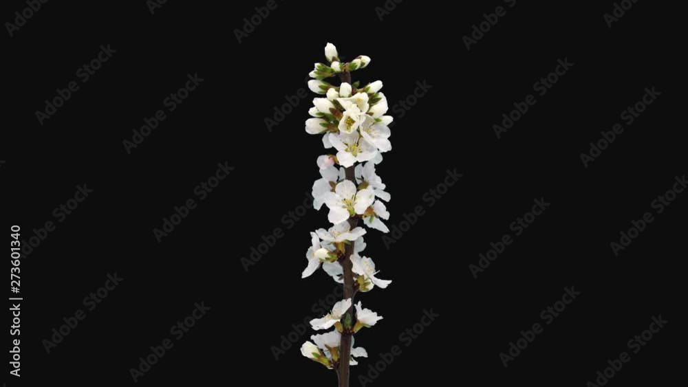 Time-lapse of blooming Nanking cherry (Prunus tomentosa) branch 1d1 in ...