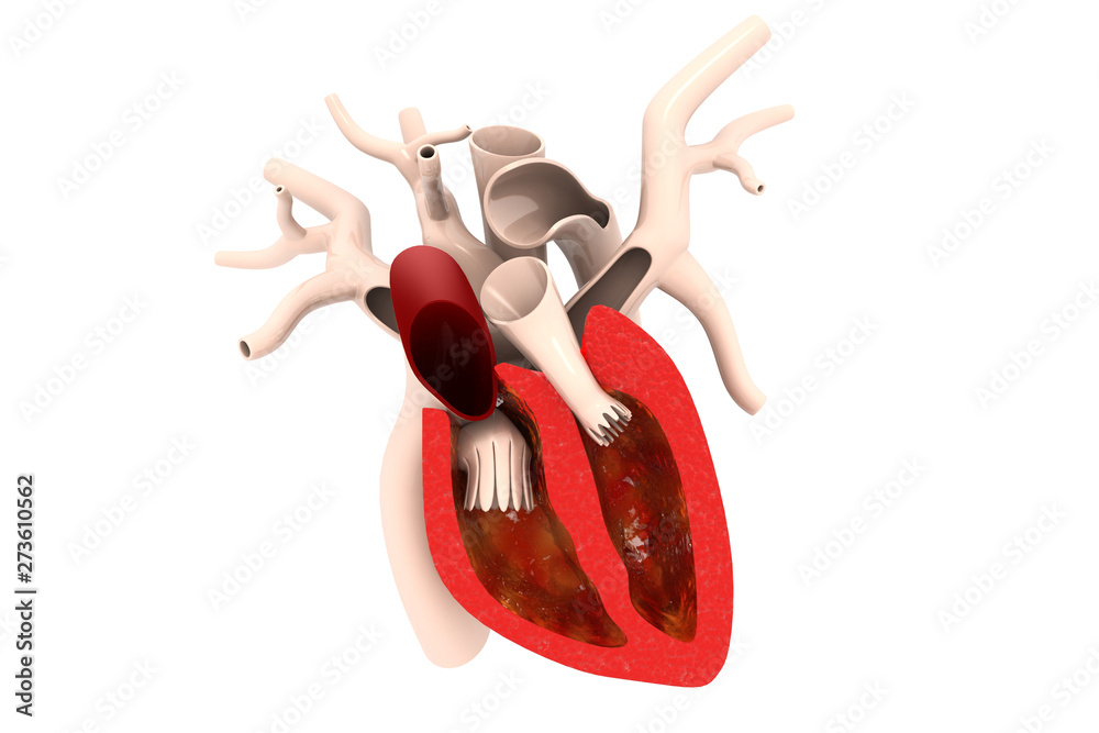 Heart cross section Stock Illustration | Adobe Stock