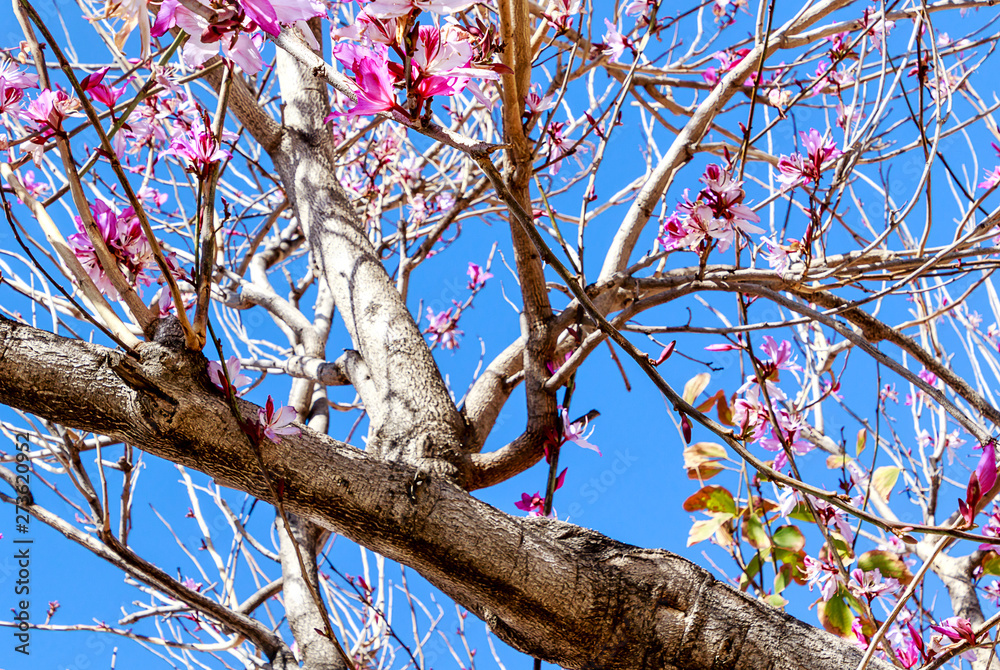 Bauhinia x blakeana flowering tree. Common Names: Blake's Bauhinia ...