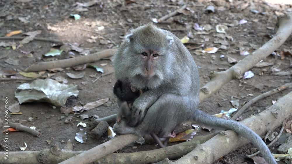Wild monkey family at sacred monkey forest in Ubud, island Bali ...
