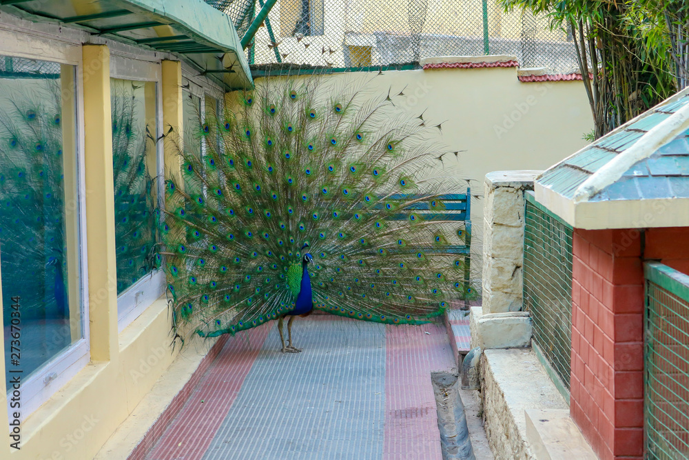 Indian Male Peacock Full Feather at Himalayan Bird Park, Shimla, India ...
