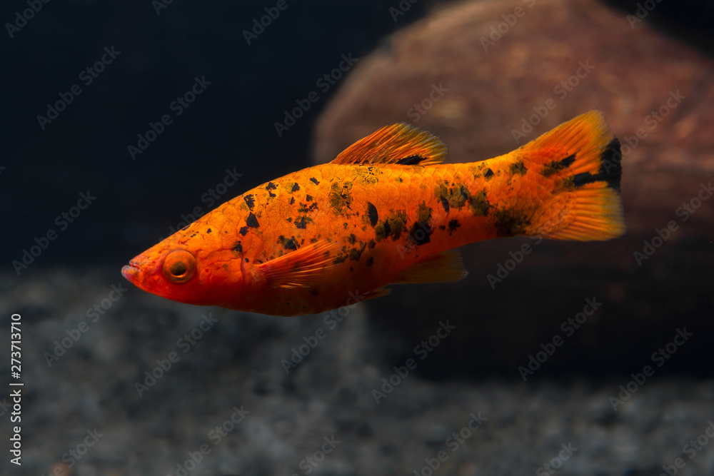 Freshwater aquarium fish. Xiphophorus. Red Swordtail. Bright orange ...