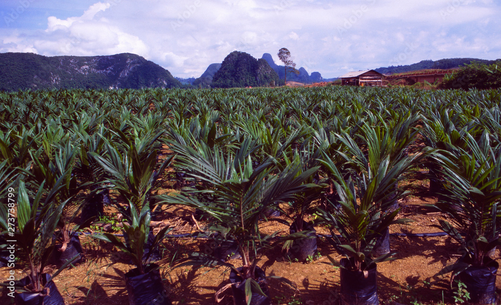 Photo & Art Print Malaysia: Palm oil plantation in Sarawak on Borneo ...