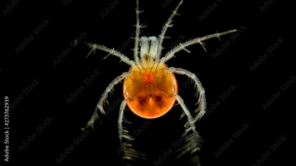 mite Hydrachnidia under the microscope, live only in water, fresh and ...
