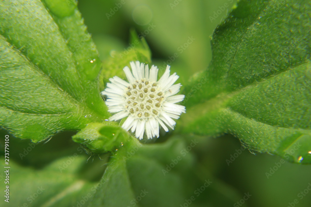 white flower of Eclipta prostrata commonly known as false daisy, yerba ...