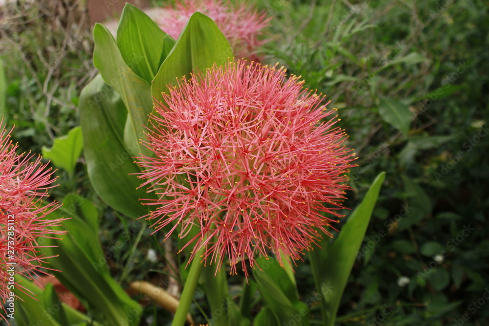 Haemanthus Multiflorus