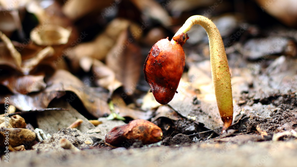 Durian seeds are sprouting in the garden. Stock Photo | Adobe Stock