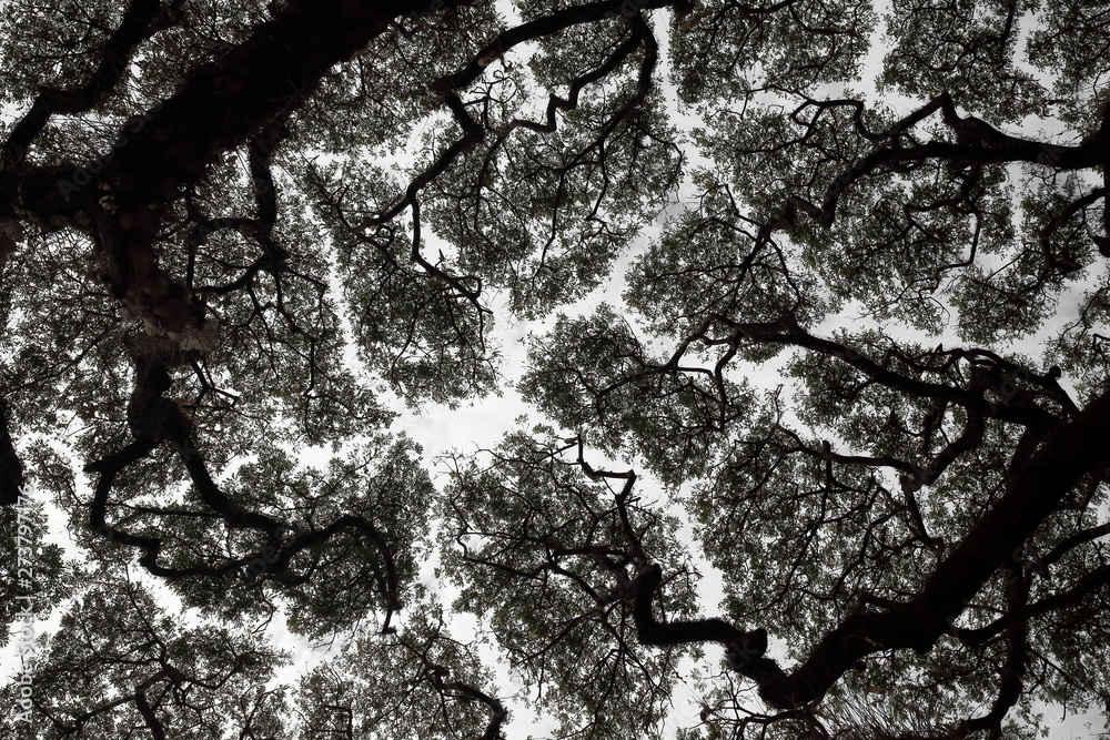 Crown shyness phenomenon or canopy spacing and disengagement of tree ...