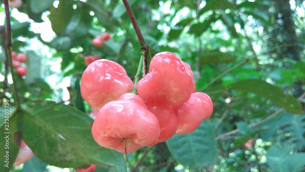 Chambakka Fruit