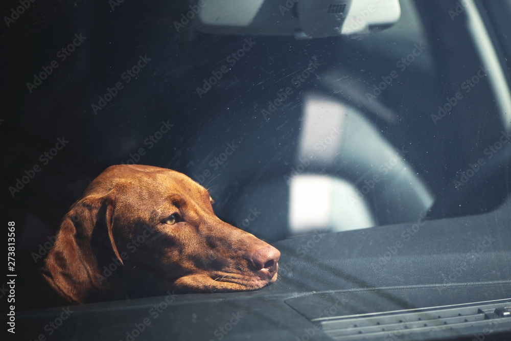 Dreary dog left alone in locked car. Stock Photo | Adobe Stock