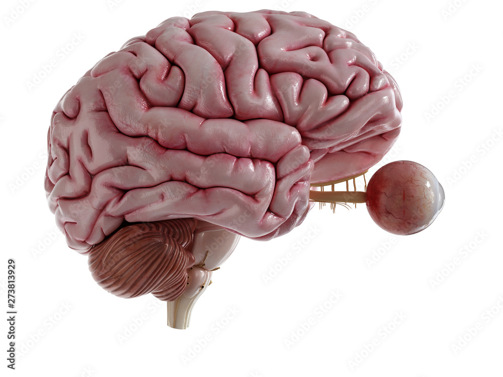 3d rendered medically accurate illustration of a human brain and eyes ...