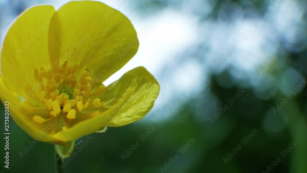 A macro detail shot of a yellow wildflower named Creeping Buttercup ...