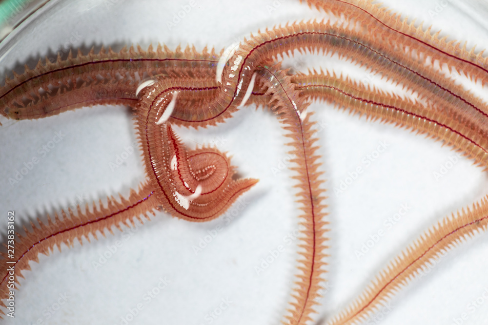 Sand Worm (Perinereis sp.) is the same species as sea worms (Polychaete ...