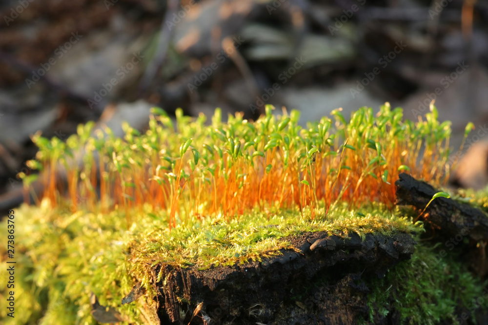 Moss Spore