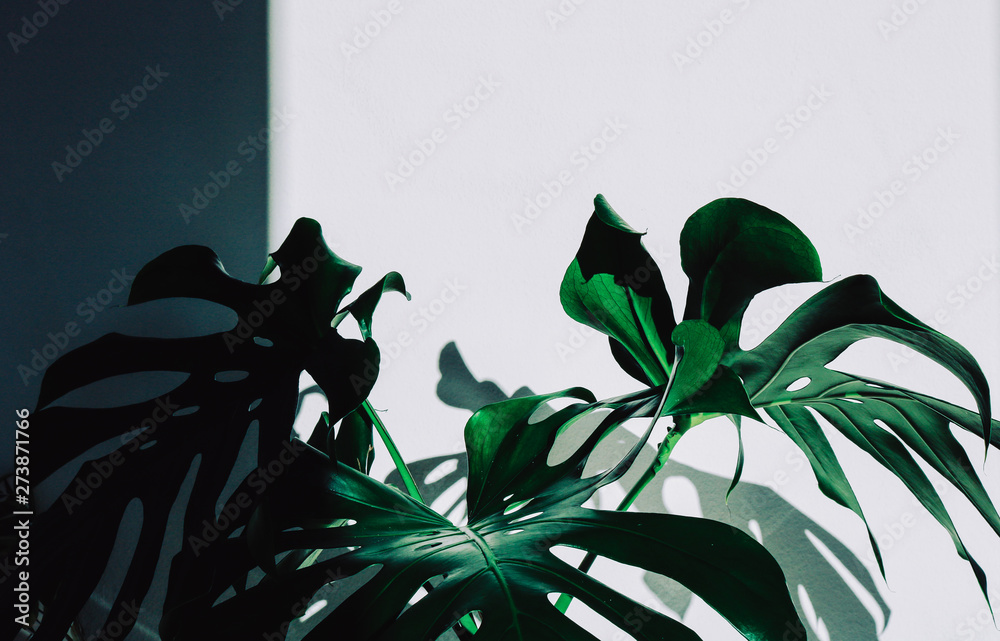 Abstract light and shadow portrait of a big Monstera (Swiss Cheese ...