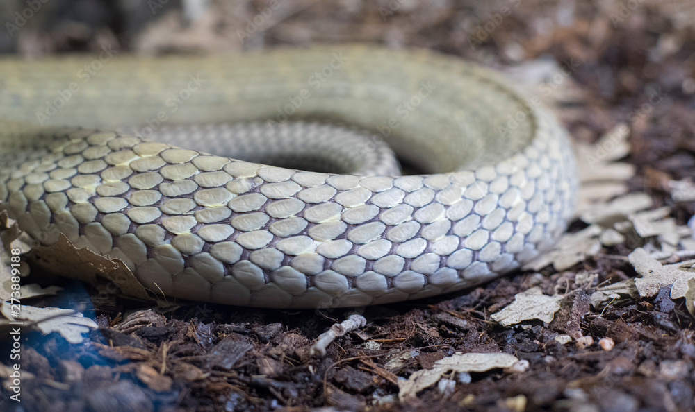 texture of the skin of a snake, detailed scales of the skin of a ...