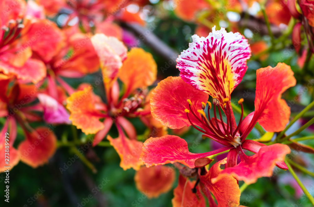 Foto de Colorful red flowers of Flam-boyant, The Flame tree, Royal ...