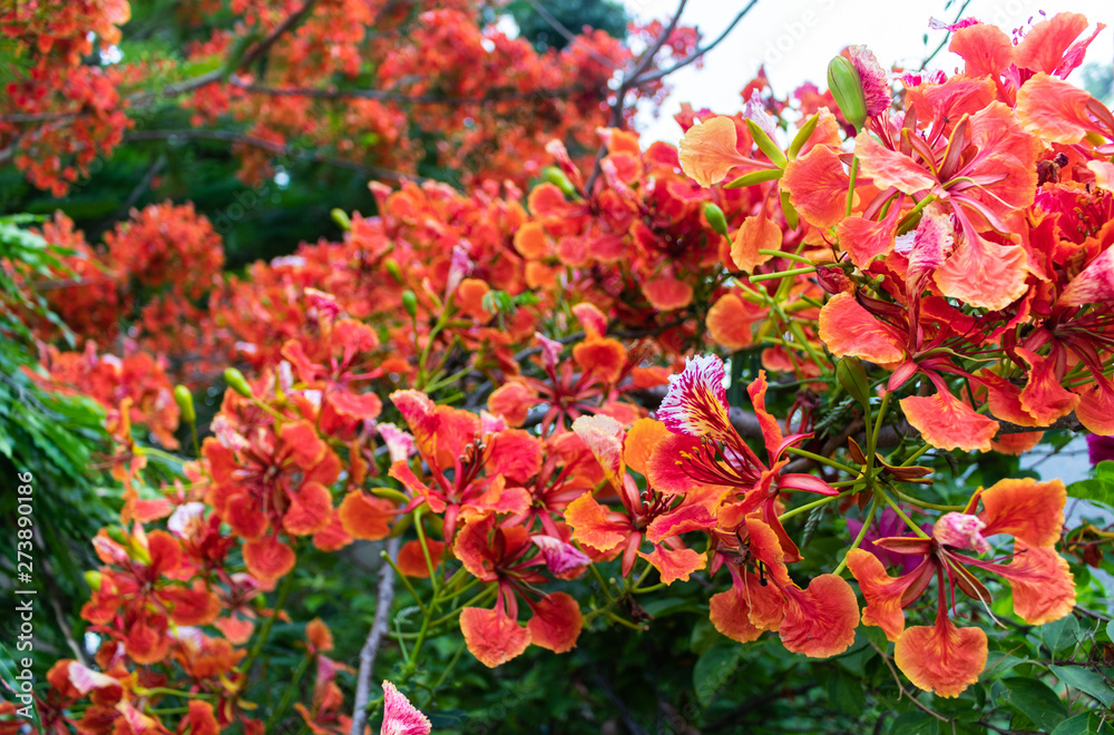 Colorful red flowers of Flam-boyant, The Flame tree, Royal poinciana ...