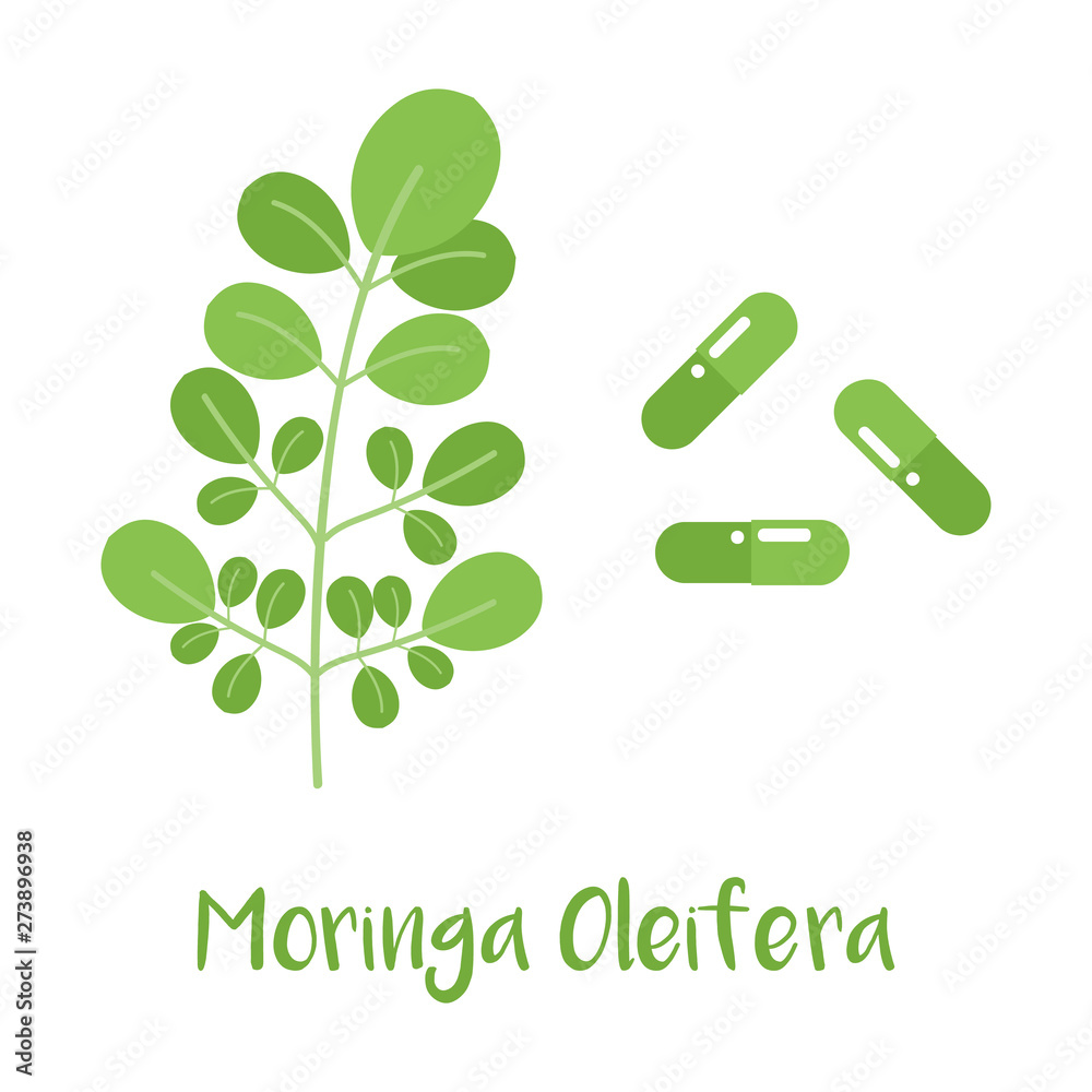 Moringa oleifera food supplement, pills and fresh leaves of moringa ...