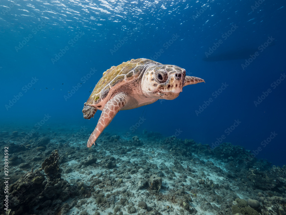 Loggerhead Sea Turtle in coral reef of Caribbean Sea around Curacao ...
