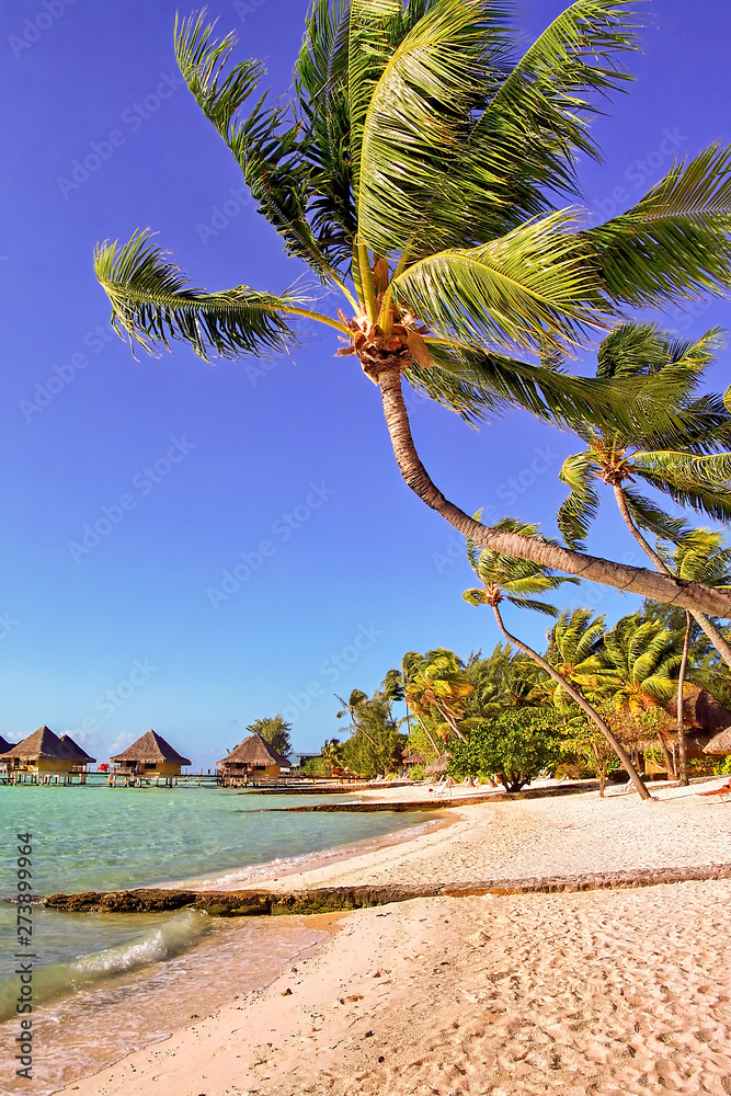 Bora Bora island beach scene, with bent palm tree and overwater ...