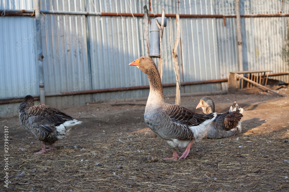Geese on the farm. Farm Fat goose walks around the pen. Beautiful water ...