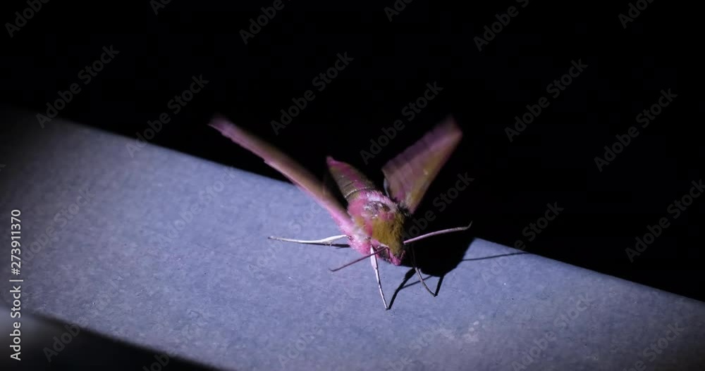 At night, in a ray of light, the Elephant Hawk-moth flaps its wings ...
