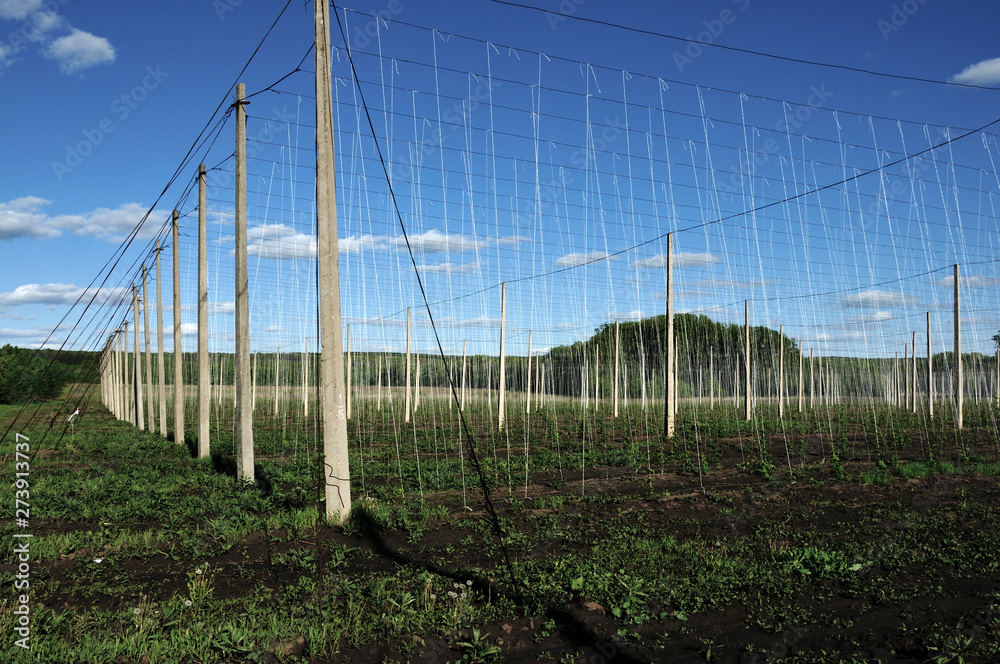 Hop plant growing on a Hop farm. Fresh and Ripe Hops in spring. Beer ...