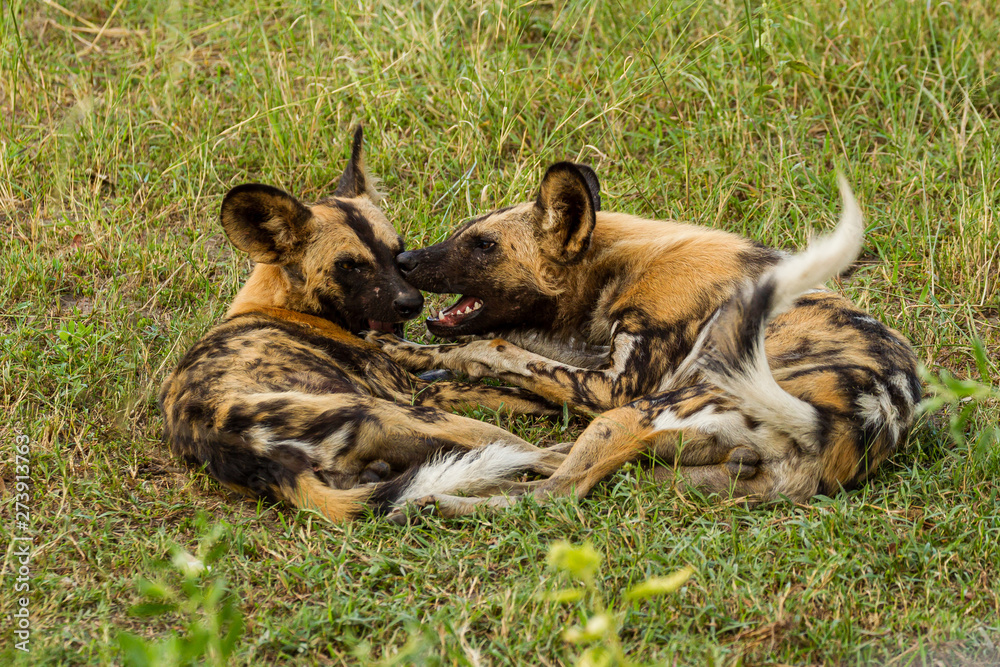 African wild dog, Lycaon pictus, walking in the water. Hunting painted ...