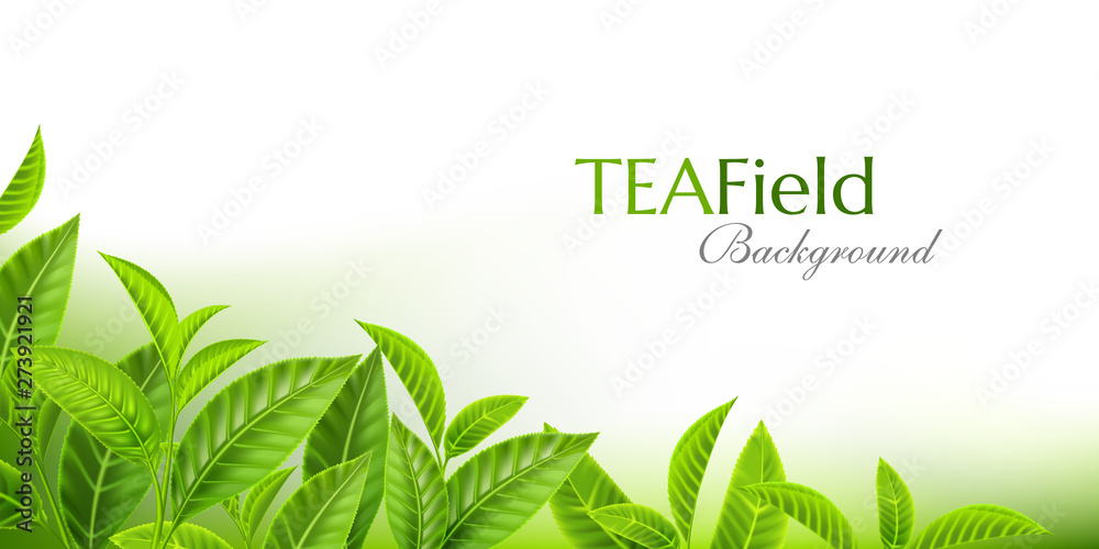 Green tea leaves background. Horizontal banner with fresh tea branches ...