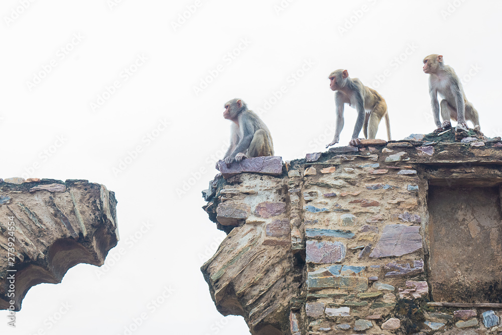 The Evolution - Rhesus Macaque (monkeys) Stock Photo | Adobe Stock