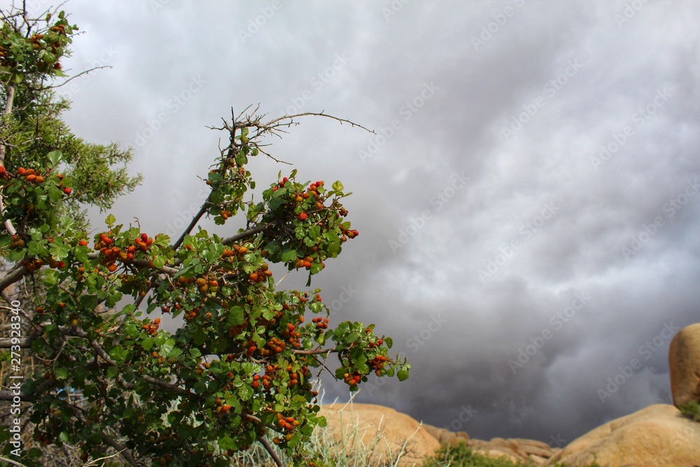RHUS AROMATICA, commonly Fragrant Sumac, Southern Mojave Desert native ...