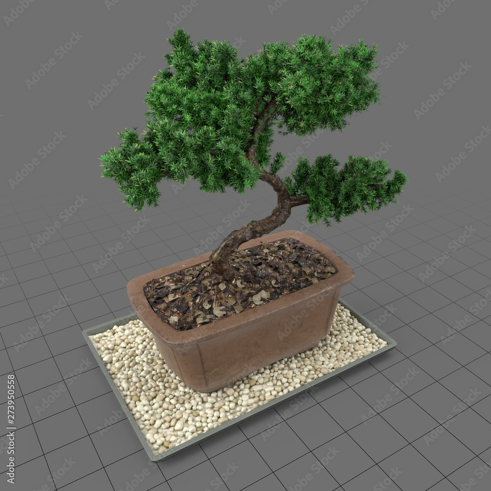 Bonsai tree 2 Stock 3D asset | Adobe Stock