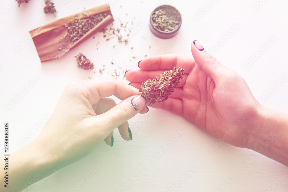 marijuana use concept. Woman rolling a cannabis blunt on white background. Woman preparing and ...