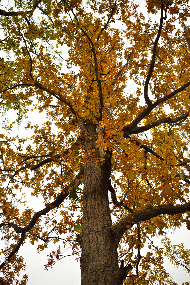 big sal tree with new born leaves Stock Photo | Adobe Stock